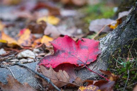 How To Grow And Care For Red Maple Trees Gardeners Path