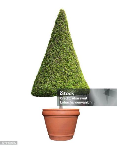 콘 잘린된 삼각형 모양 대칭 장식 트리 야외 정원 디자인에 대 한 흰색 배경에 고립 된 항아리 대형에 대한 스톡 사진 및 기타 이미지 Istock