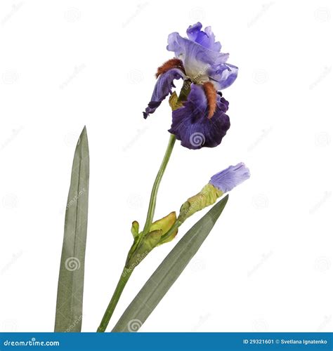 Dark Purple Iris Flower Isolated On White Background Stock Image