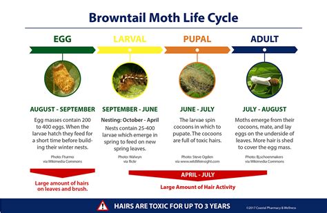 Browntail Moth Infestation And Rash Get The Facts Now