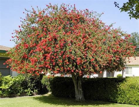 21 Stunning Trees With Red Flowers Balcony Garden Web