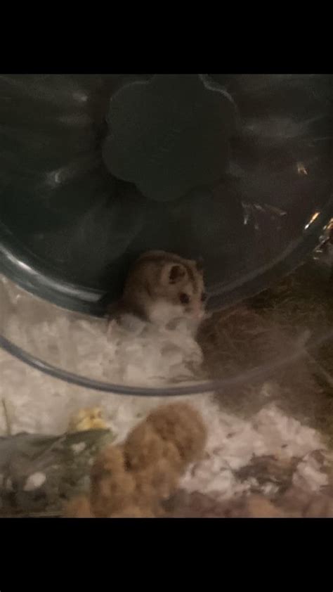 Ghost Hamster Photo Dump Rhamsters