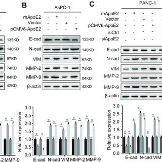 ApoE2 Modulated The Expression Of EMT Markers And MMP 2 9 By Regulating
