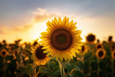 10 000 Sunflower Images And Pictures [hd] Pixabay
