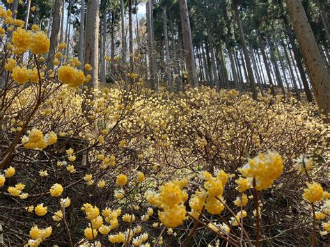 2023 03 30 綾部ミツマタ群生地 まちさんのシデ山・大栗山の活動データ Yamap ヤマップ