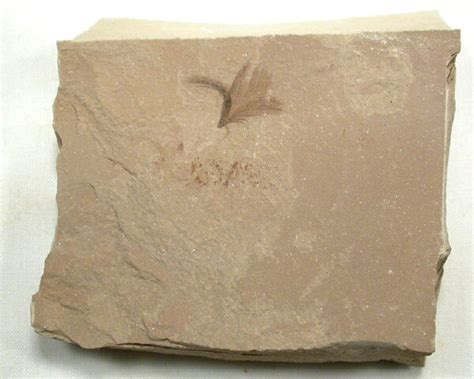 Fossil Bird Feather