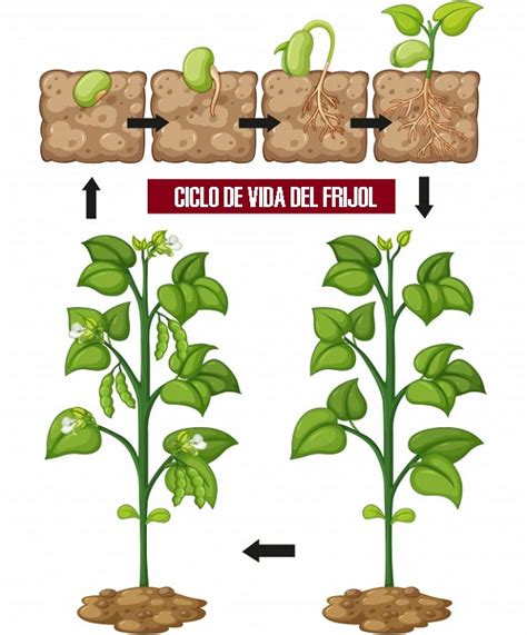 Ciclo De Vida Del Frijol Ciclo De Vida