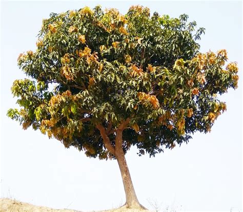 Mango Small Tree Free Pic Graphics Pic