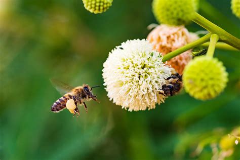 곤충 꽃 꽃가루 꽃잎 꿀 꿀 생산 꿀벌 녹색 도시 정원 디테일 매크로 배경 벌 보존 생물 다양성 생태