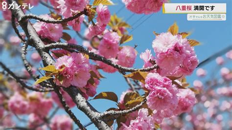 「元気をくれた公園の八重桜」（大阪・摂津市） お天気図鑑 ニュース 関西テレビ放送 カンテレ
