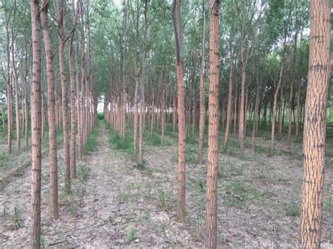 旱柳最新旱柳 价格 图片 产地报价表 江苏沭阳长景园林苗木场
