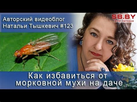 Как избавиться от морковной мухи на даче - YouTube