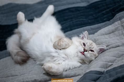 Why Do Cats Lay On Their Backs 12 Top Reasons Learnaboutcat