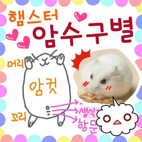 햄스터 암수구별 암컷 수컷 암수구별법 네이버 블로그