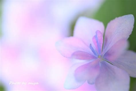 マクロレンズで紫陽花を 花色フォトブック