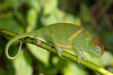 Furcifer Bifidus Madcham De