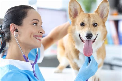 dicas de marketing para clínica veterinária Vet Up
