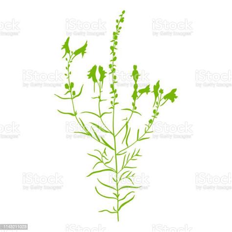 Linaria 불가리 스 일반적인 토 데 아마 노란 토 데 아마 또는 버터와 계란은도 마의 종 금 어 초 식물 나무과 가족