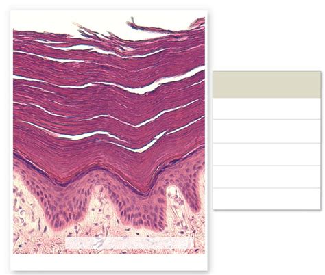 Layers Of The Epidermis Diagram Quizlet