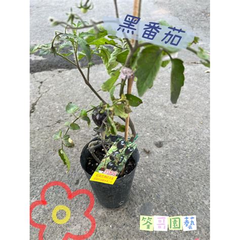 筌哥園藝番茄苗黑番茄櫻桃番茄金蜜番茄 蝦皮購物