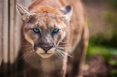 Animals Mammals Wallpapers Hd Desktop And Mobile Backgrounds