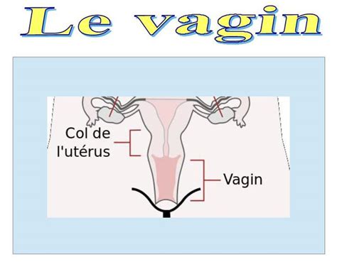 SPCF FR Le Vagin