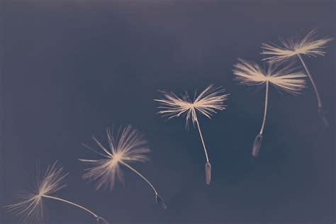 Hd Wallpaper Dandelion Seeds Wind Flying Seeds Fragility