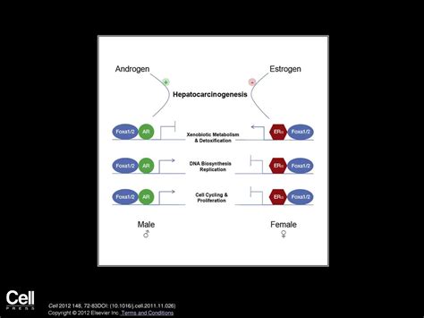 Foxa1 And Foxa2 Are Essential For Sexual Dimorphism In Liver Cancer