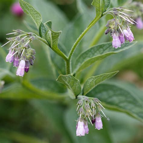 Comfrey Sterile Bocking 14 Simas Roots And Fruits