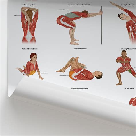 Stretching Anatomy Poster Stretch Muscles Anatomical Chart Anatomystuff