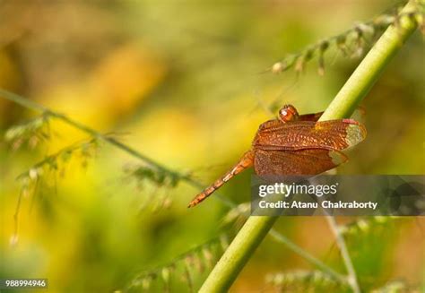 Dragonfly Grasshopper Photos And Premium High Res Pictures Getty Images
