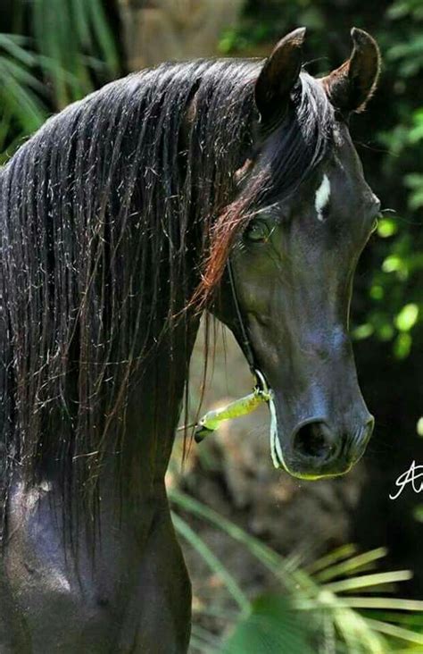 Пин от пользователя أحمد حسان на доске Arabian Horses خيول عربية