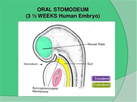 Stomatognathic System