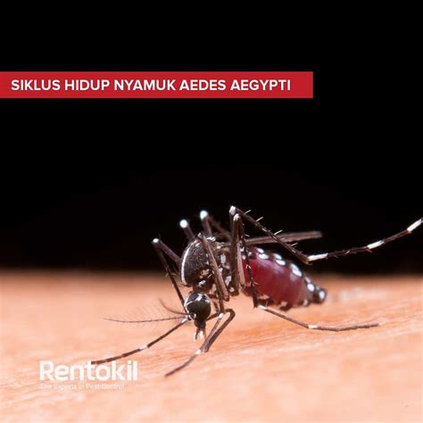 Siklus Hidup Nyamuk Aedes Aegypti Rentokil Indonesia