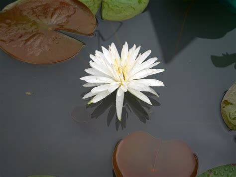 Nymphaea Snowflake Hardy Water Lily Thailand 006 White Flowers