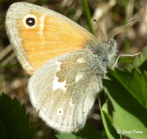 Common Ringlet Coenonympha Tullia Müller 1764 Butterflies And