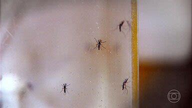 Jornal Nacional Brasil Registra Mais De 55 Mil Casos De Dengue Em