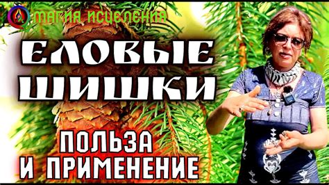 Молодые еловые шишки польза и применение Сосновые шишки для здоровья Youtube