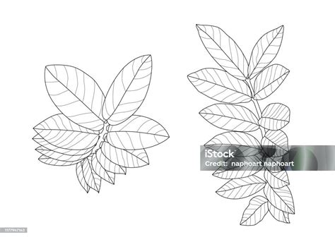 葉線單葉和葉圖案黑色帶來顏色裝飾上白色背景插圖向量向量圖形及更多人類骨架圖片 人類骨架 具有特定質地 刀刃 Istock