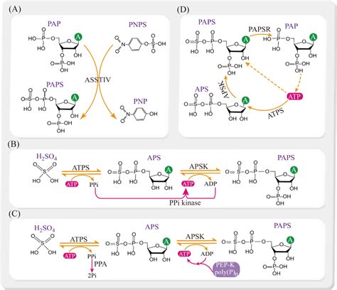 Trends Microbiol 综述︱江南大学高聪等评述微生物生产糖胺聚糖及其寡糖 知乎