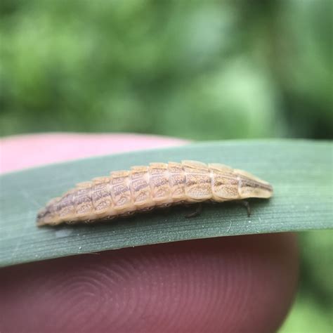 Pyractomena In June 2019 By Summit Metro Parks · Inaturalist