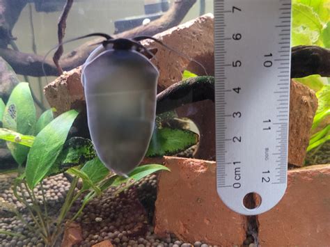 200 Best Apple Snail Images On Pholder Aquariums Aquatic Snails And