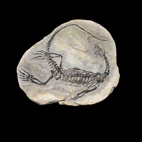 Bonhams Large Permian Reptile