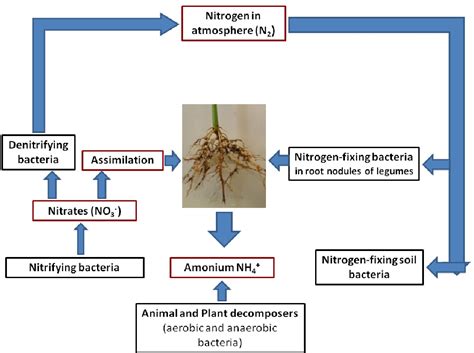 Saprophytic Bacteria
