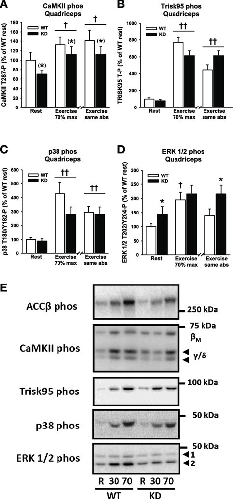 Calciumcalmodulin Dependent Protein Kinase Ii Camkii Signaling And