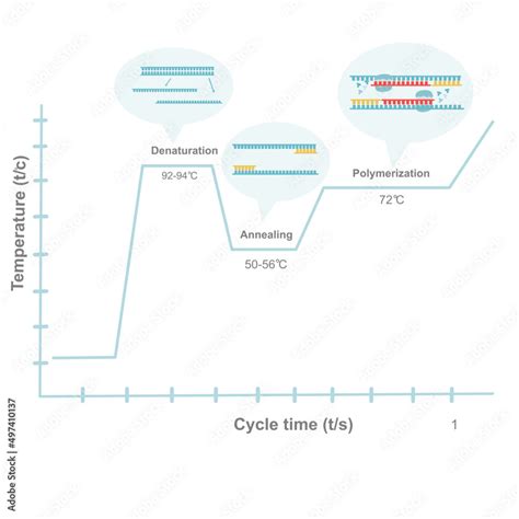 Primer Melting Temperature Pcr At Ronnie Hansell Blog