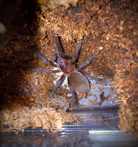 My Cuban Dwarf Violet Molted A Few Weeks Ago And Her Colors Are