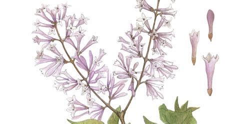 이소영의 도시식물 탐색 화창한 날 라일락 향기를 맡으세요