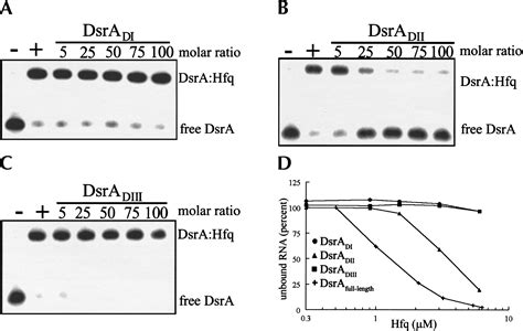 Identification Of The Hfq Binding Site On Dsra Rna Hfq Binds Without