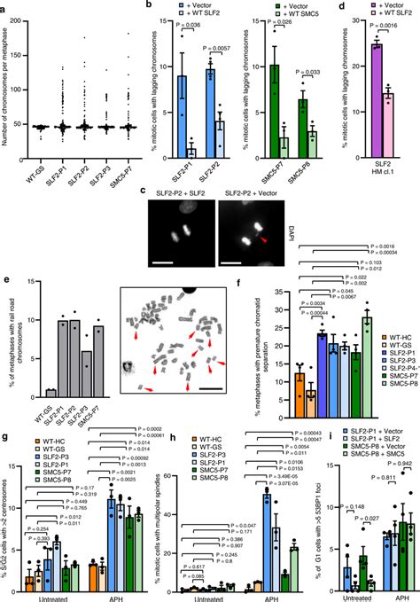 SLF2 And SMC5 Patient Cells Exhibit Mosaic Variegated Hyperploidy
